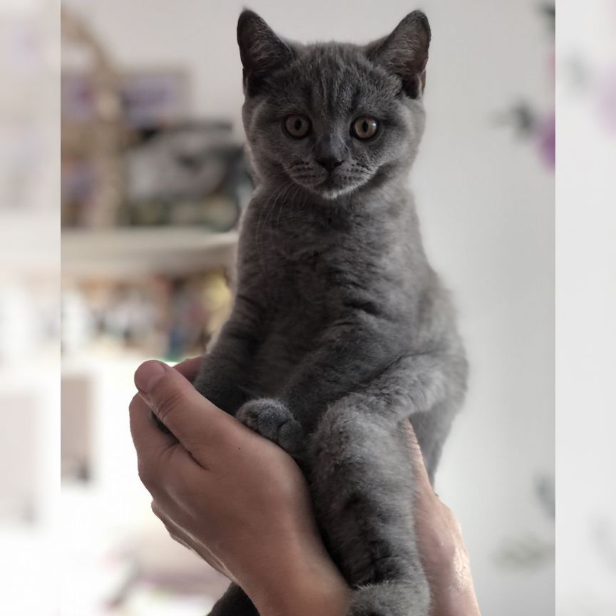 Британская короткошерстная кошка