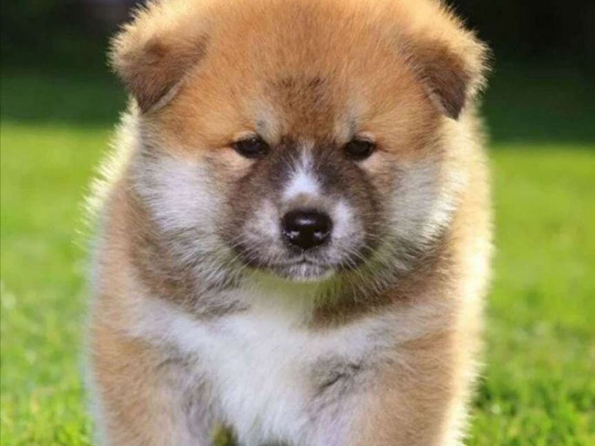 Щенки Японская Акита Ину