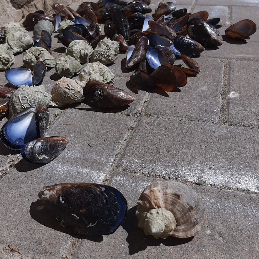 Ракушка рапана и мидии