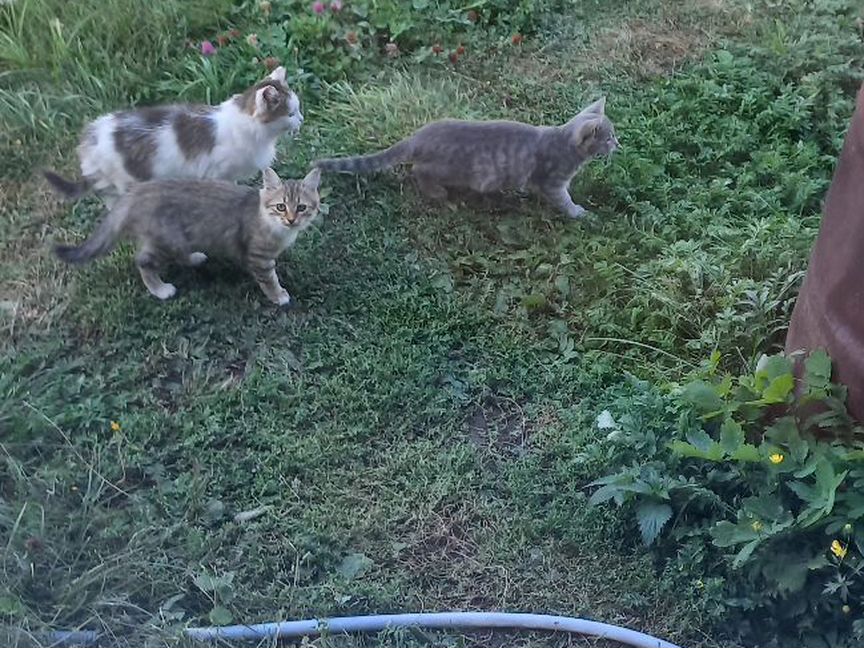 Хорошим хозяевам.котята