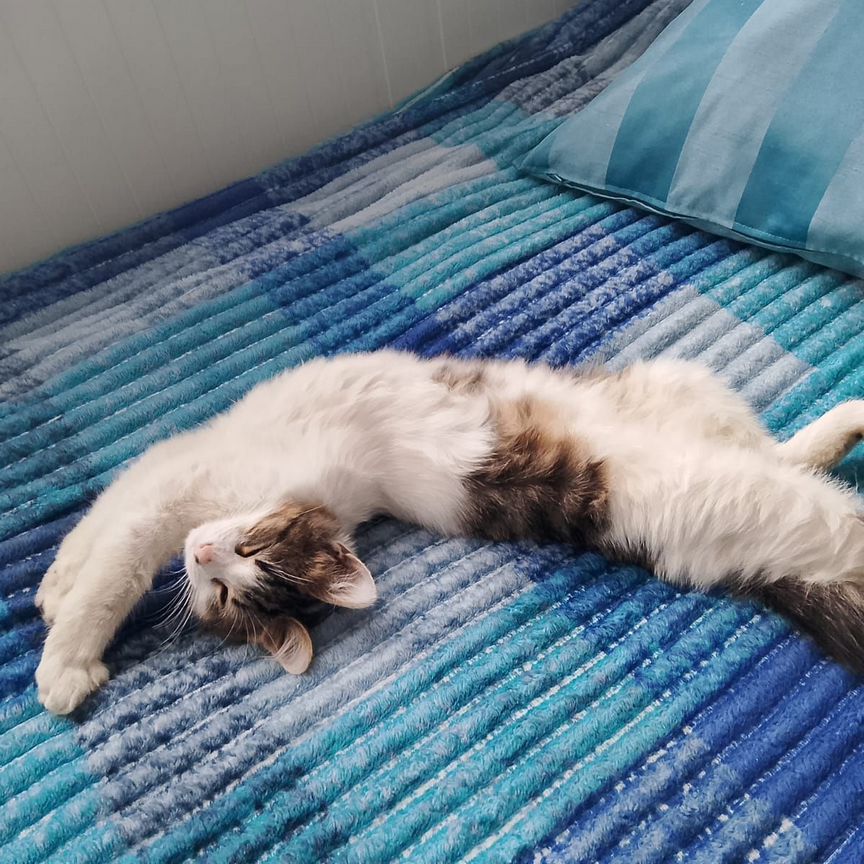 Отдам котика