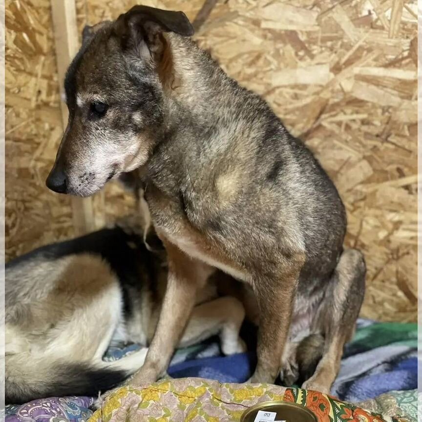 Взрослый пёс в добрые руки