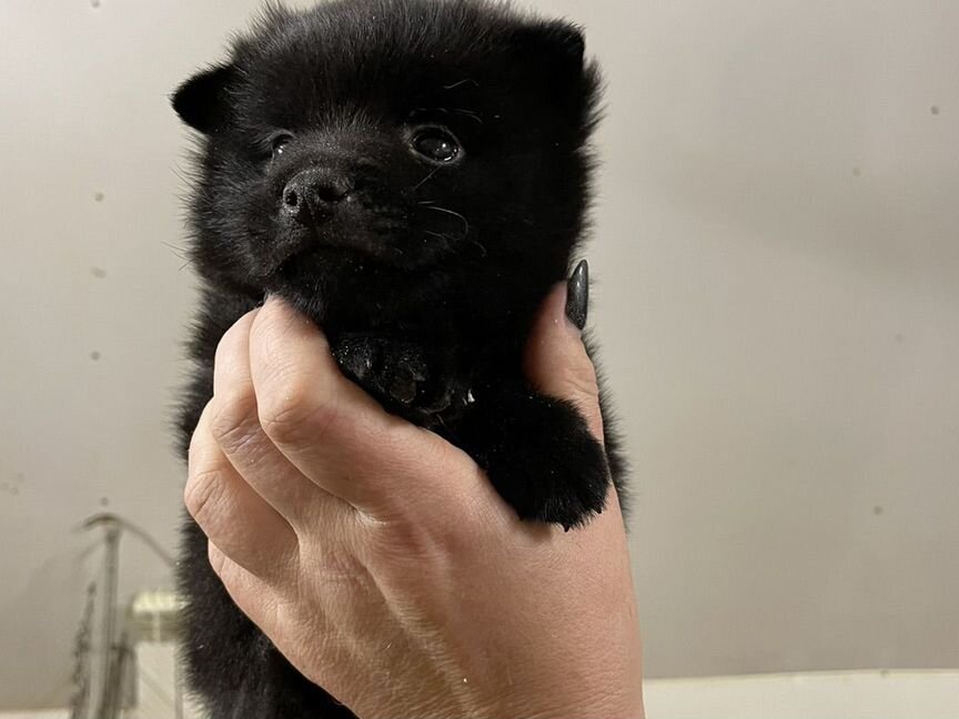 Щенки шипперке