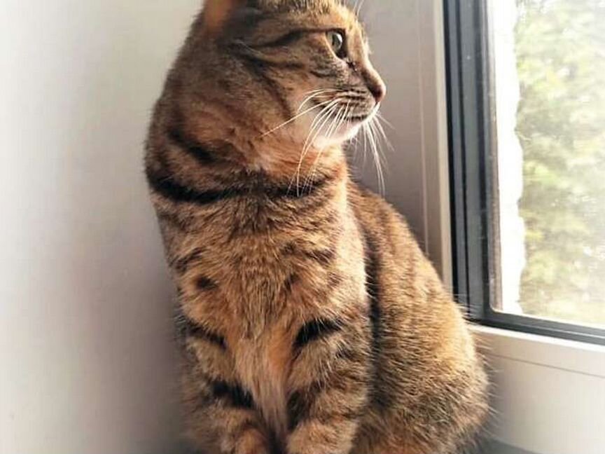 Красавице кошечке нужна семья
