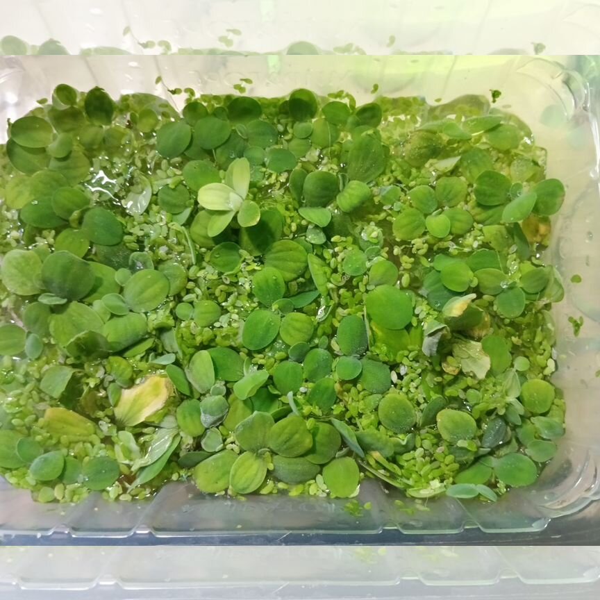 Аквариумное растение пистия