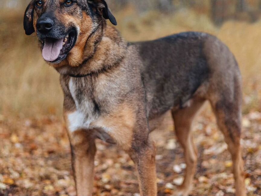 Красивый пес Август грустит без семьи в приюте