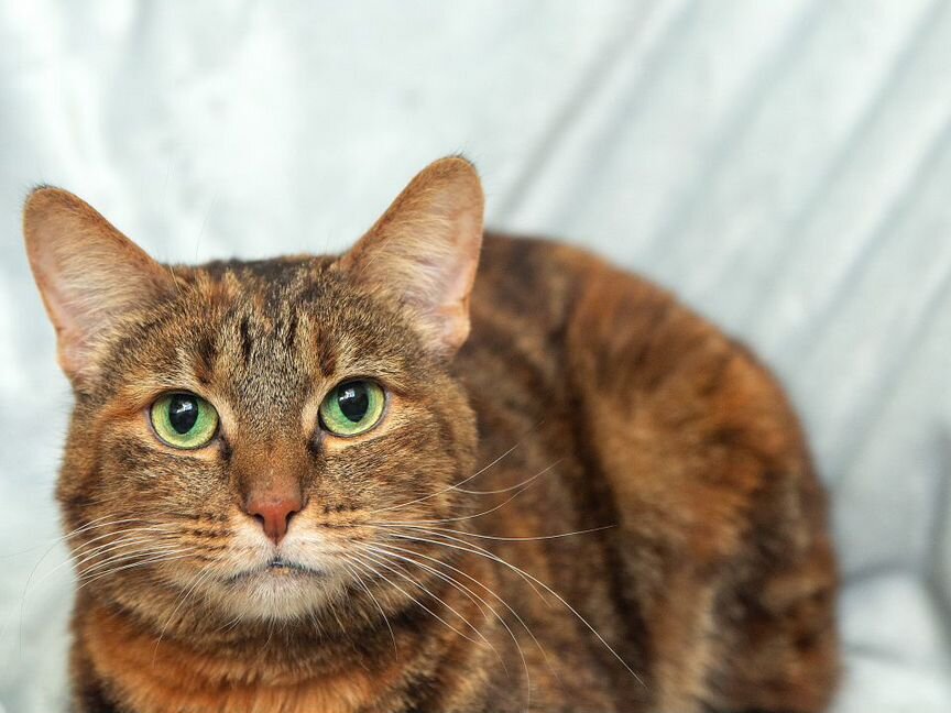 Европейская кошечка Злата