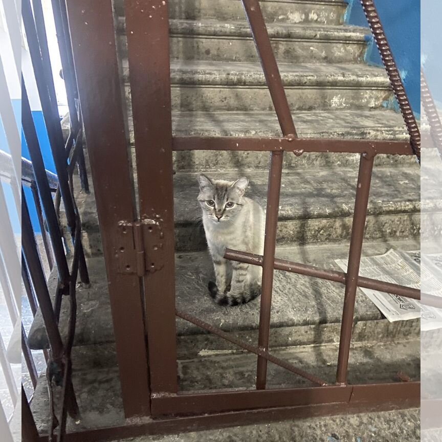 Тайская, взрослая кошка