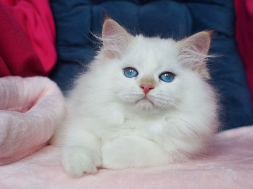 Невский маскарадный рыжик из питомника