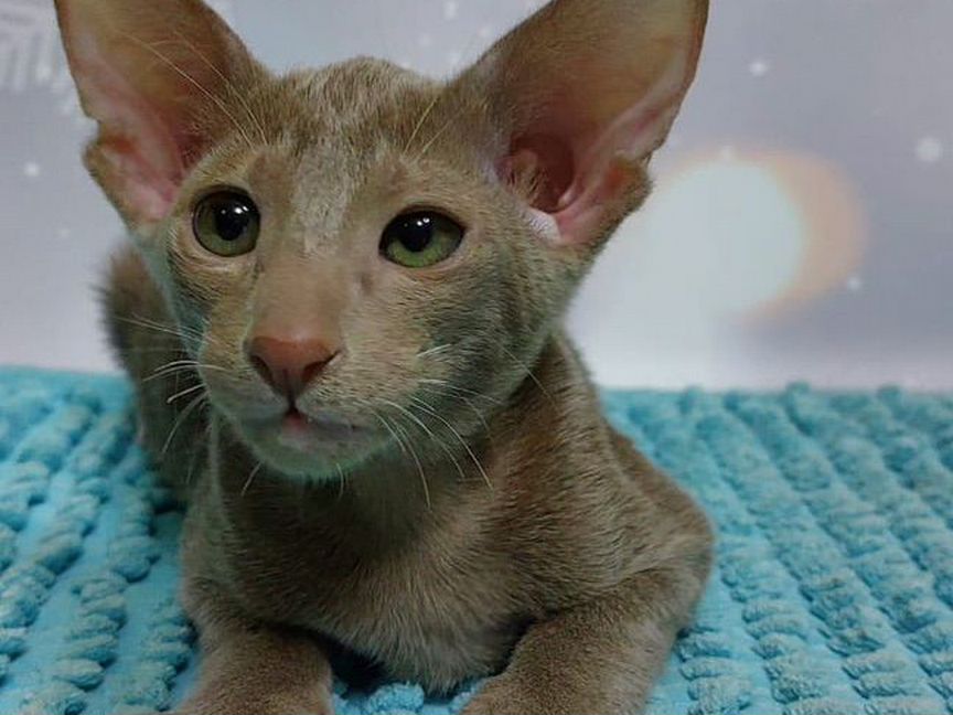 Ориентальные котята