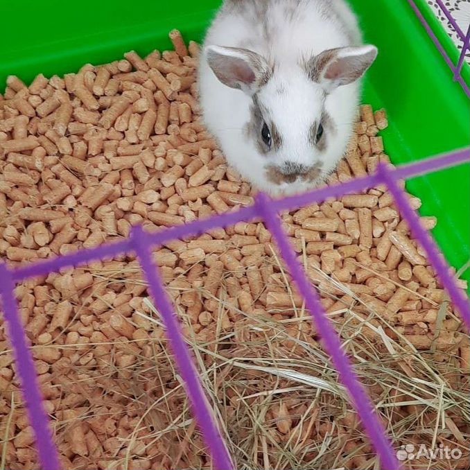 Декоративный кролик мальчик