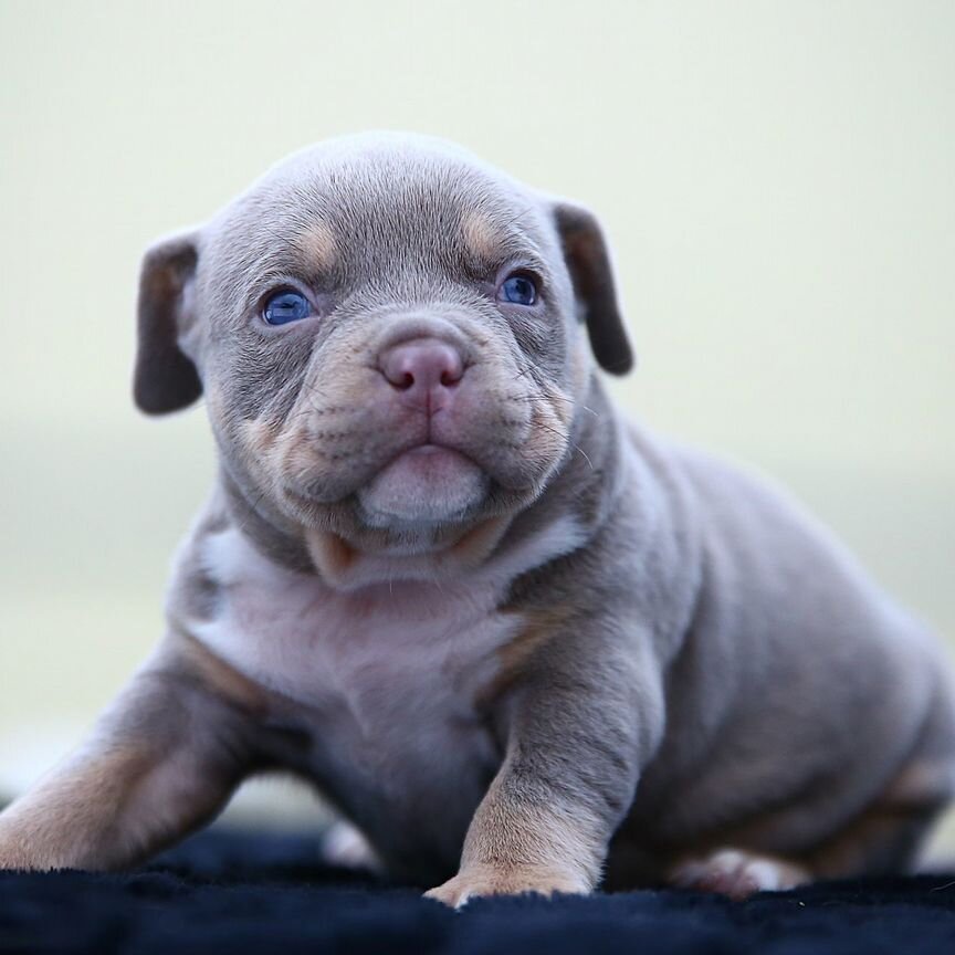 Нежная девчонка Булли