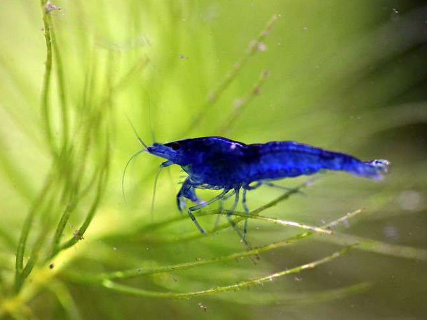 Креветки блю дрим, амано