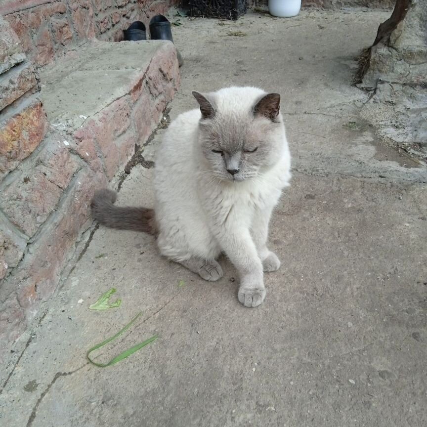 Чей кот