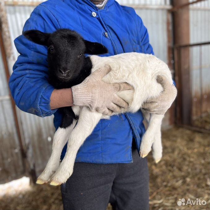 Дорпер баранчики