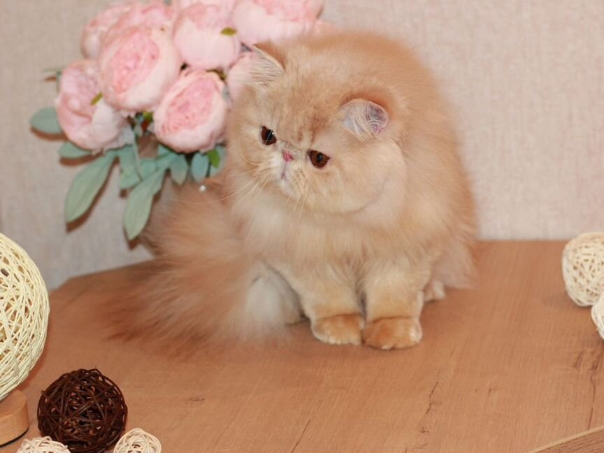 Персидский кот