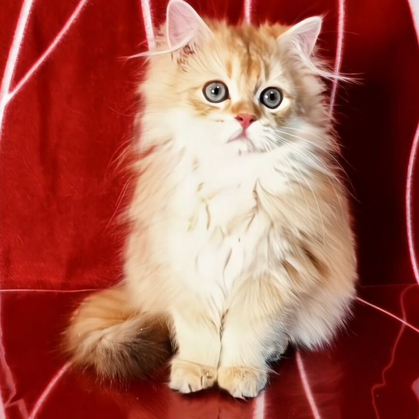 Британский длинношёрстный котёнок