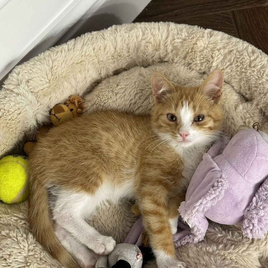 Котята в добрые руки