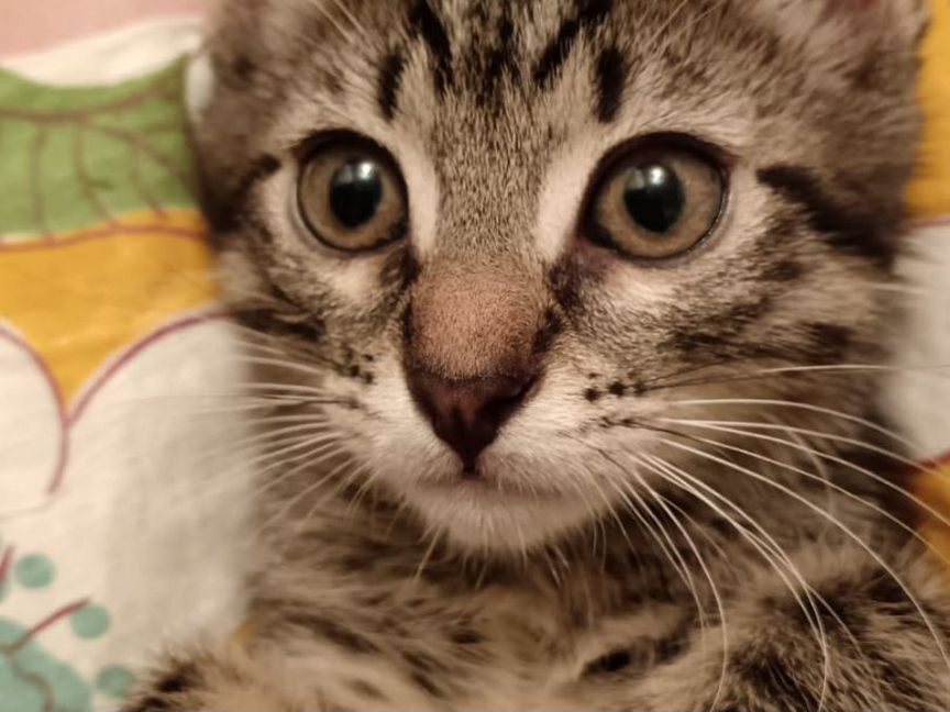 Пристройство