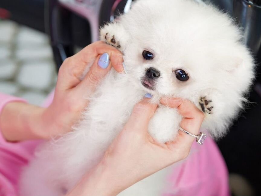 Продаётся супер-миниатюрный премиальный шпиц из Ко