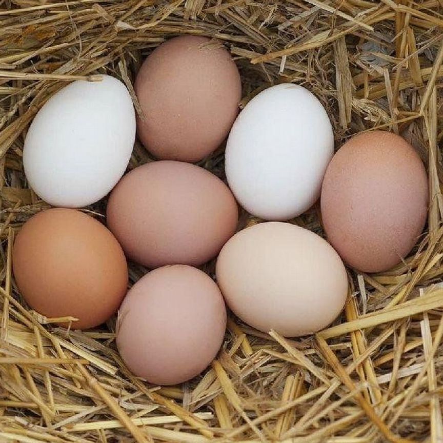 Домашние куриные яйца