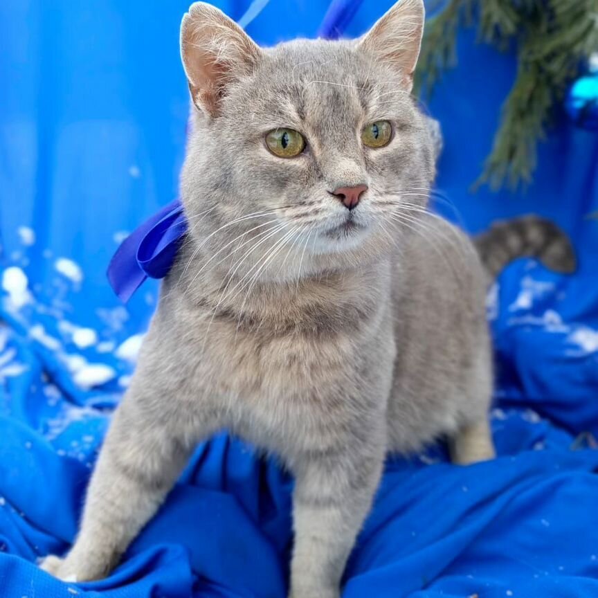 Ласкушный чудо мальчик