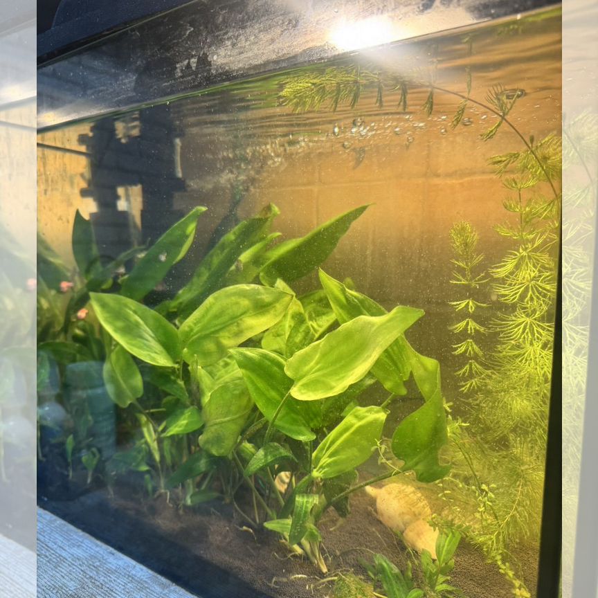 Аквариум 30 литров с рыбками и растениями