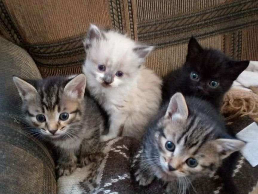 Кошка