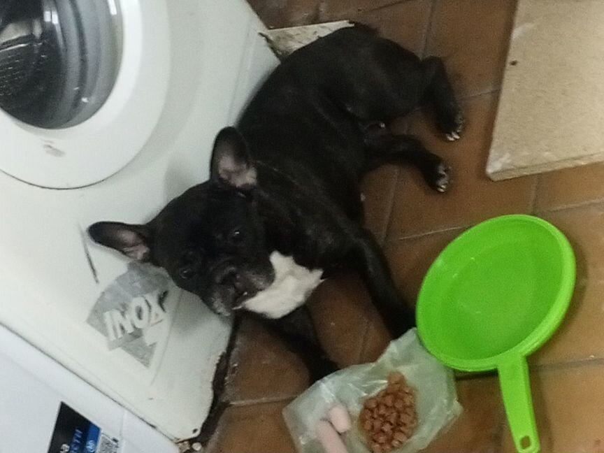 Кто потерял собаку породы бульдог