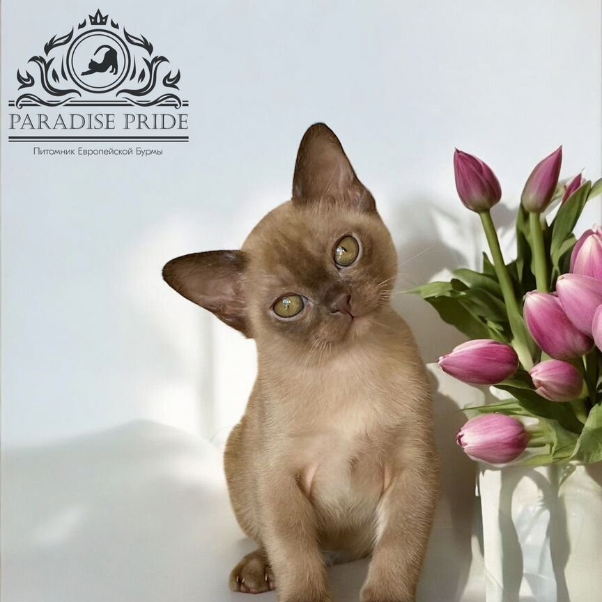 Бурманские котята с доставкой бронь на март