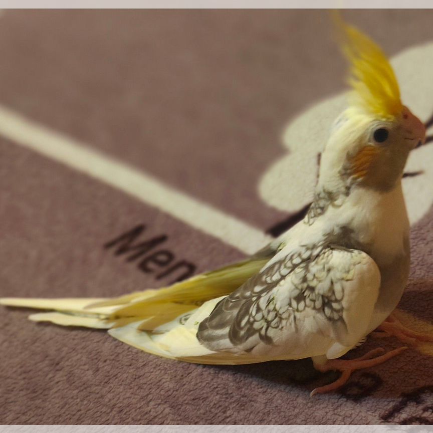 Попугай корелла птенец ручной