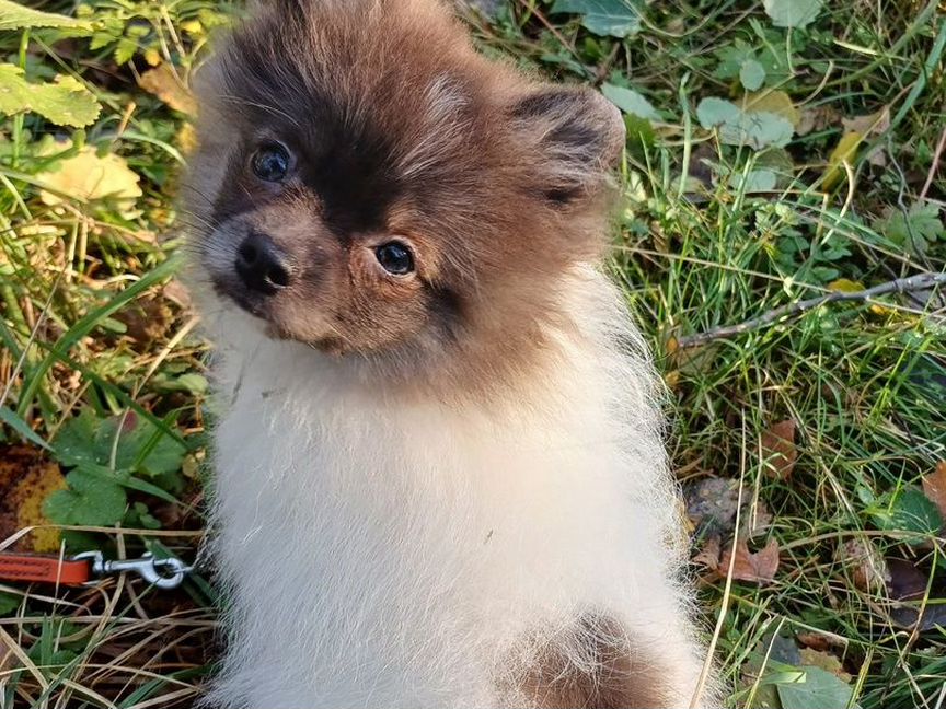 Мраморная малышка