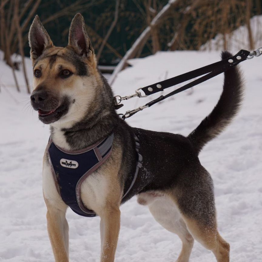 Собака в добрые руки бесплатно