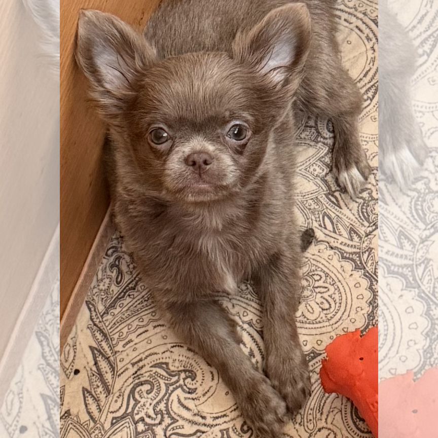 Чихуахуа, щенок