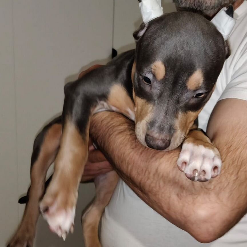 Американский булли, щенок