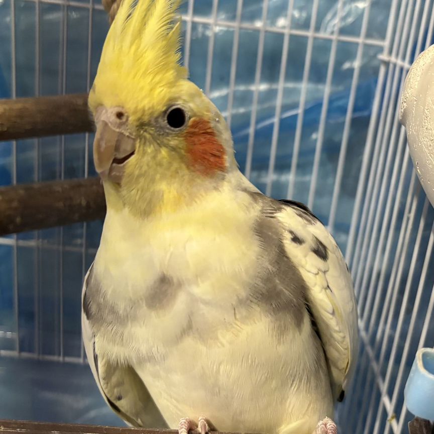 Попугай корелла мальчик