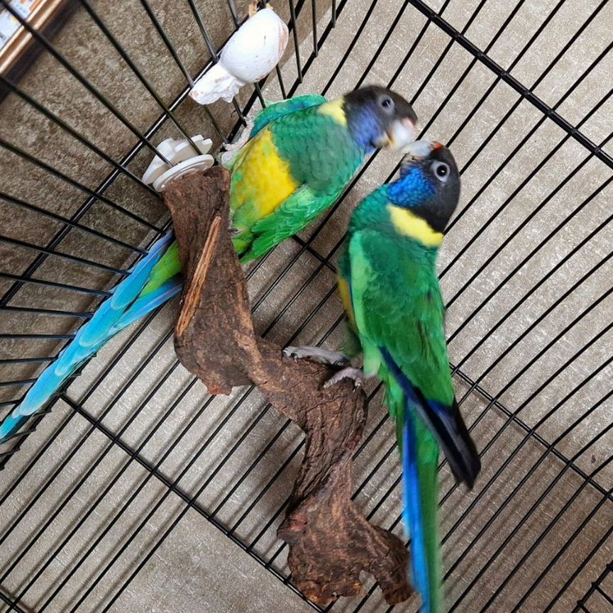 Попугай Бернарда