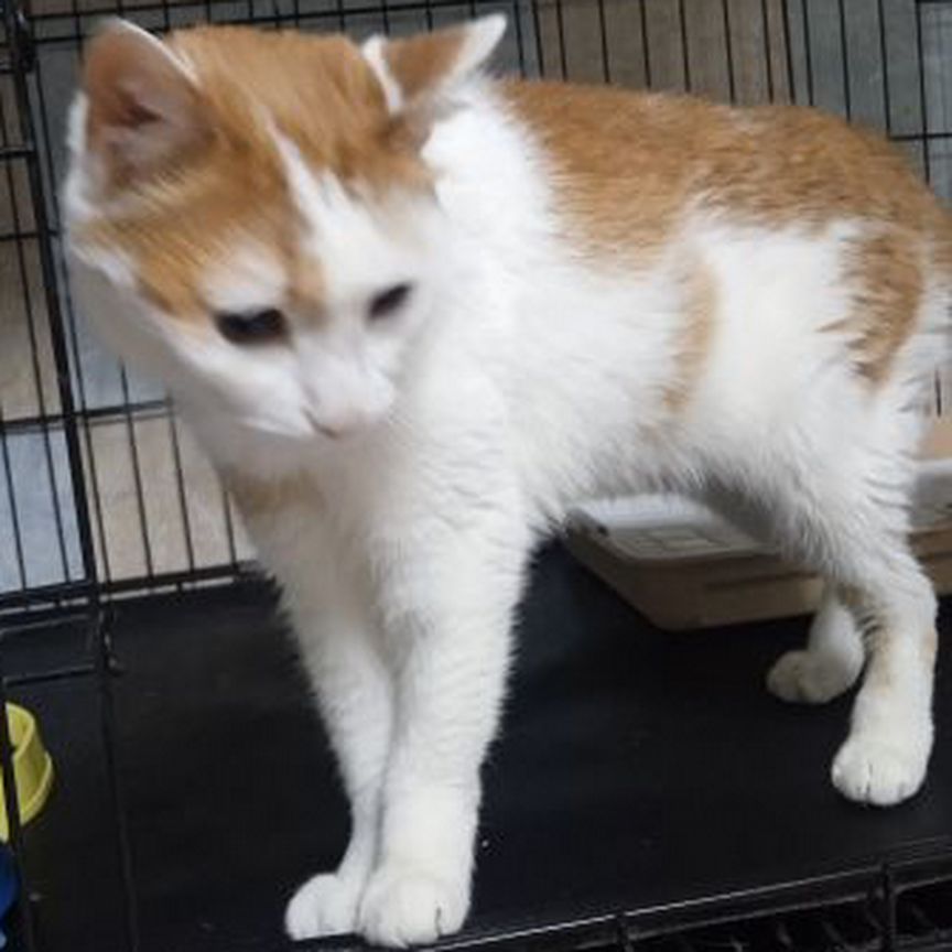 Взрослый кот в добрые руки