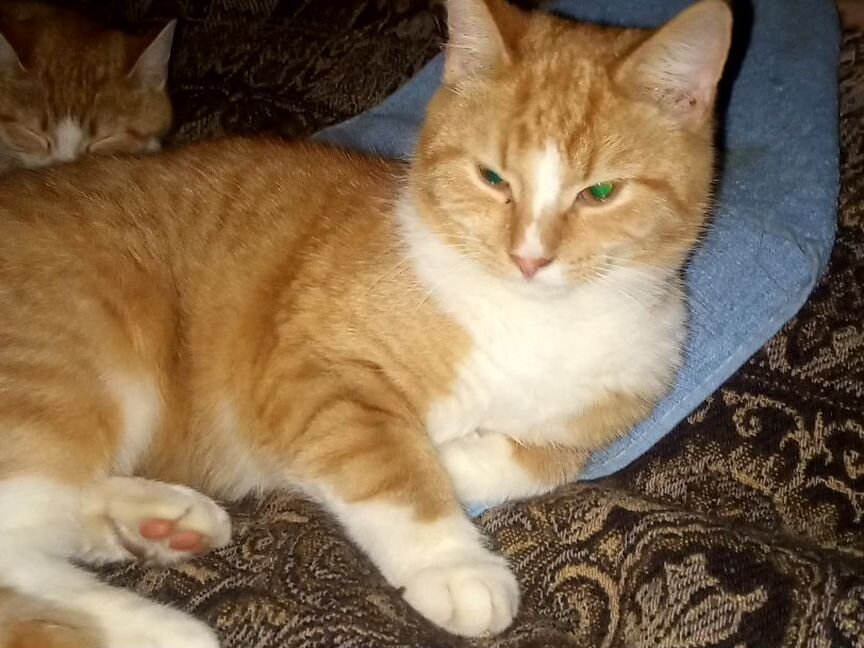 Котик Полосатик