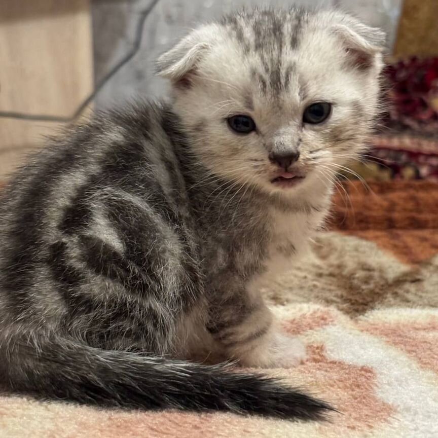 Шотландский вислоухий короткошёрстный котёнок