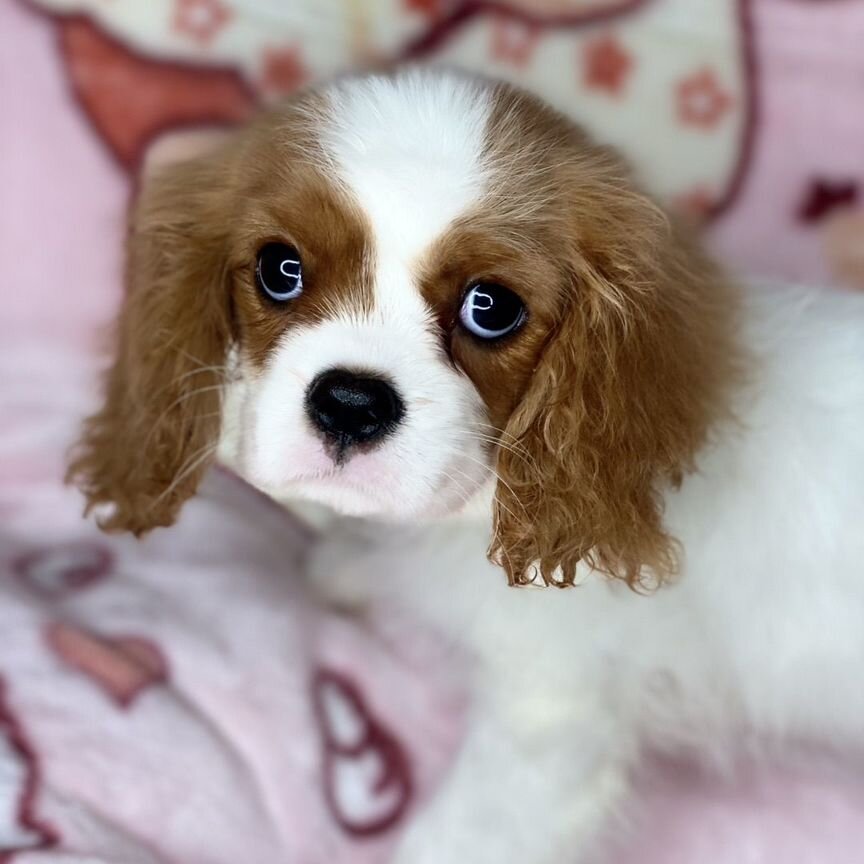 Девочка кавалер кинг чарльз спаниель