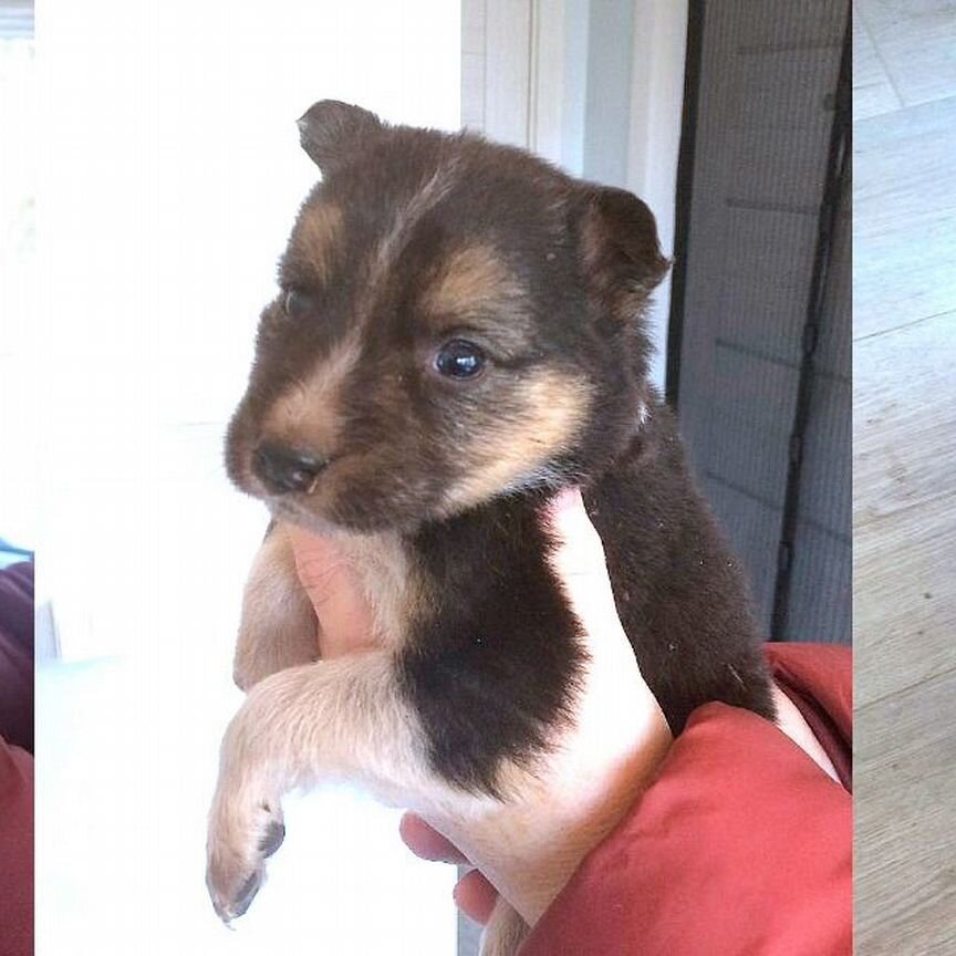 Щеночки из холодного СНТ