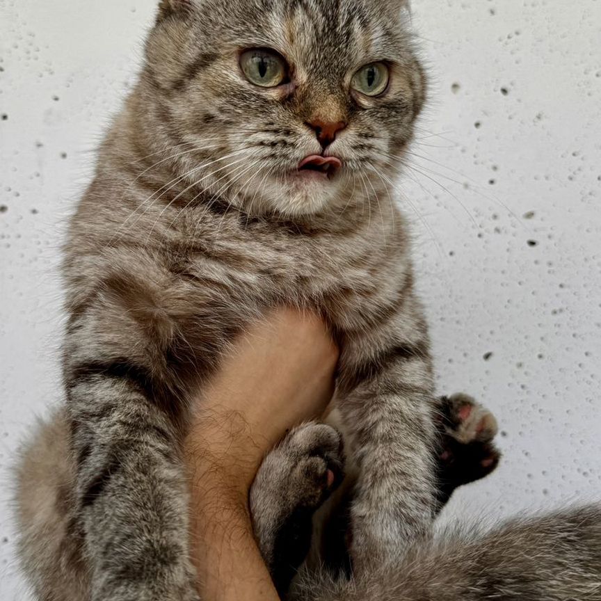Кошка в дар
