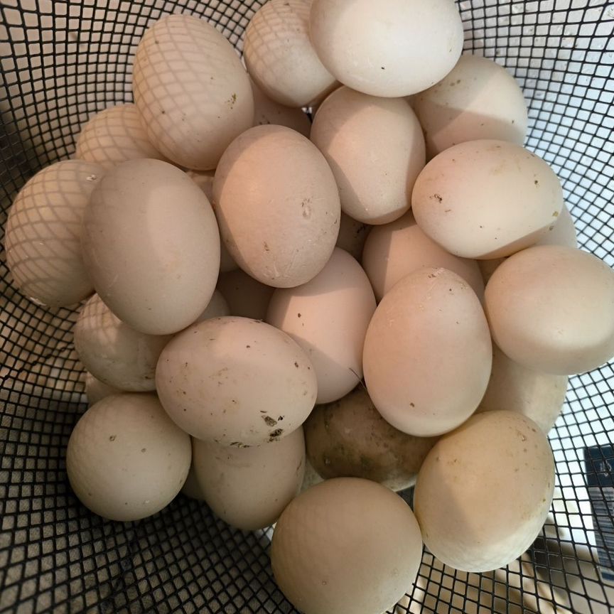 Инкубационное яйцо индоутки (мускусной утки)