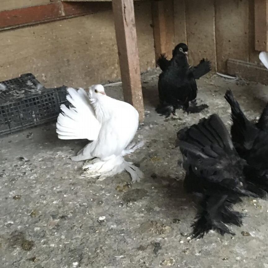 Продам голубей