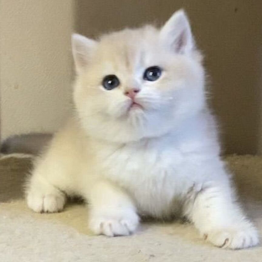 Британский короткошёрстный котёнок