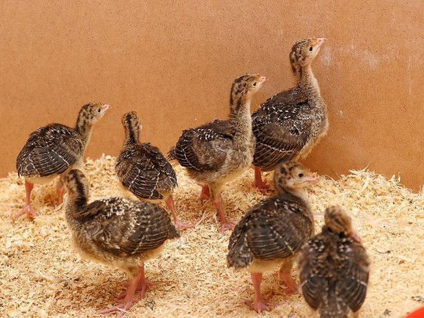 Индюки индюшата