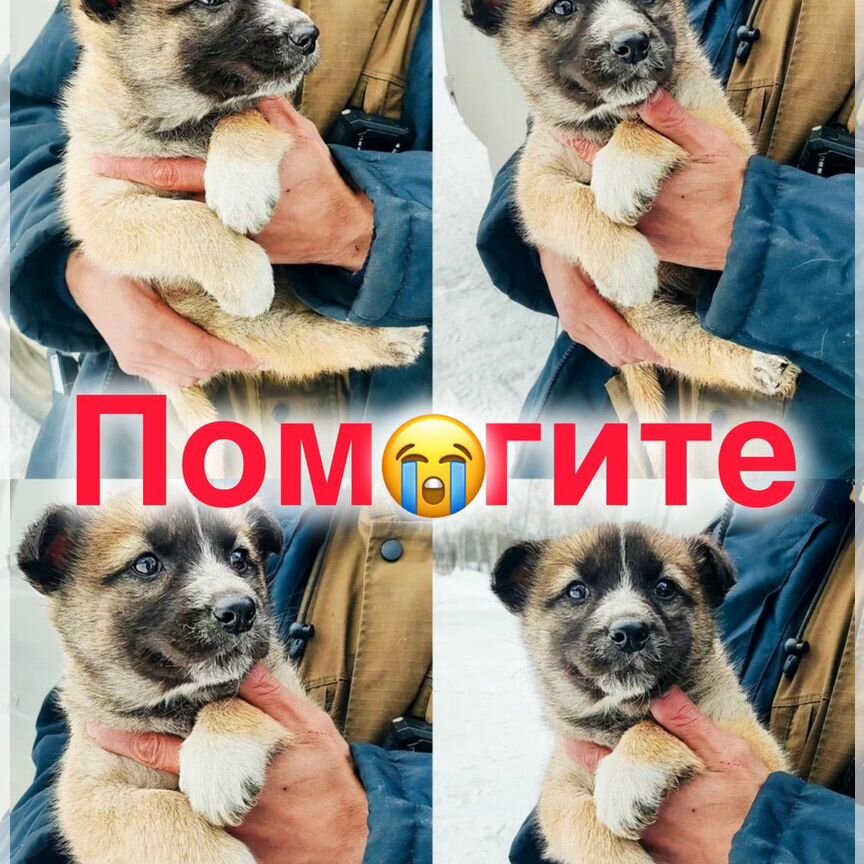 Щенок в отлове нужна передержка или дом