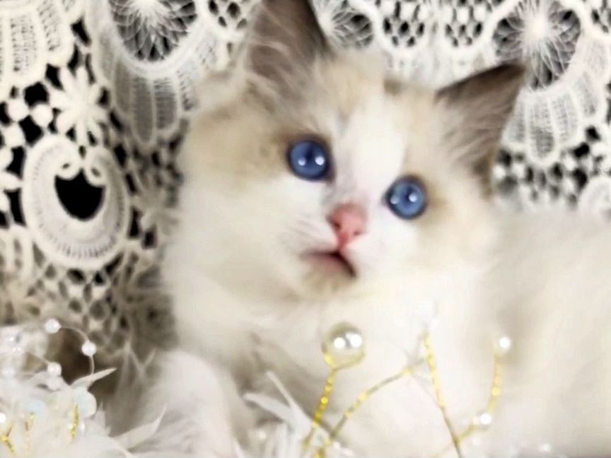 Регдолл, элитные котята