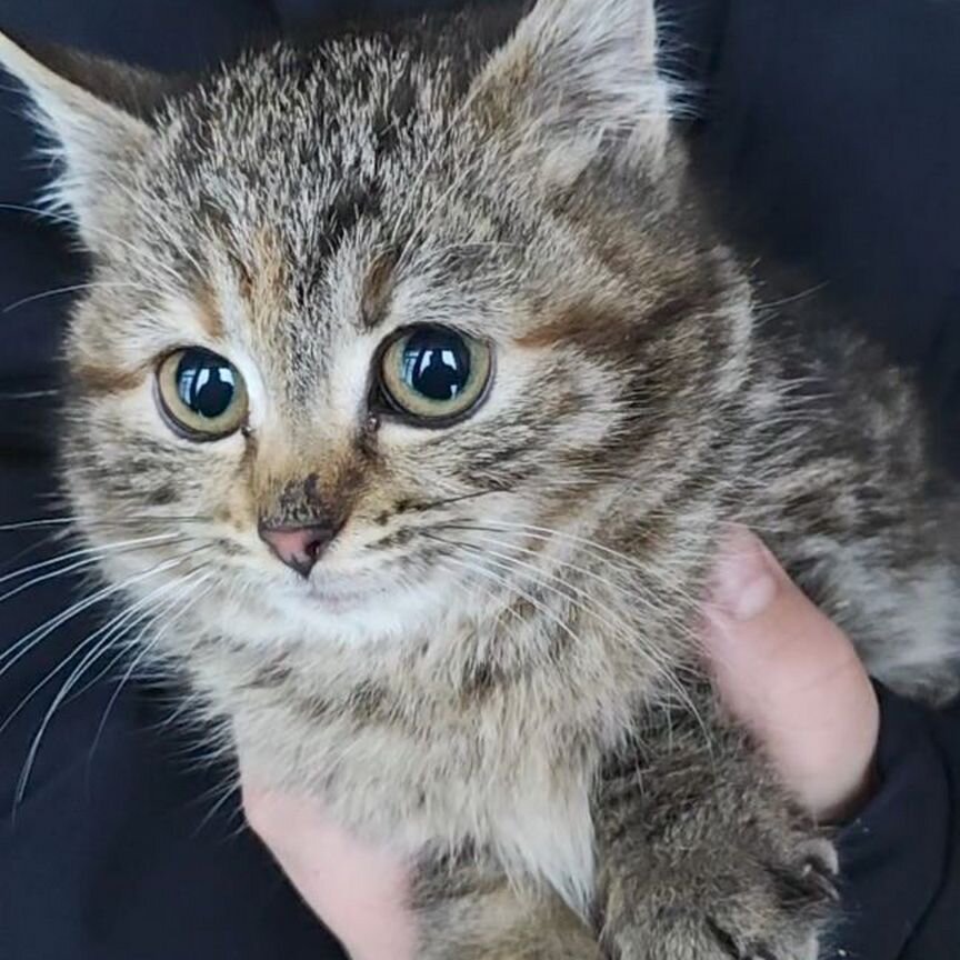 Отдам кошек в добрые руки